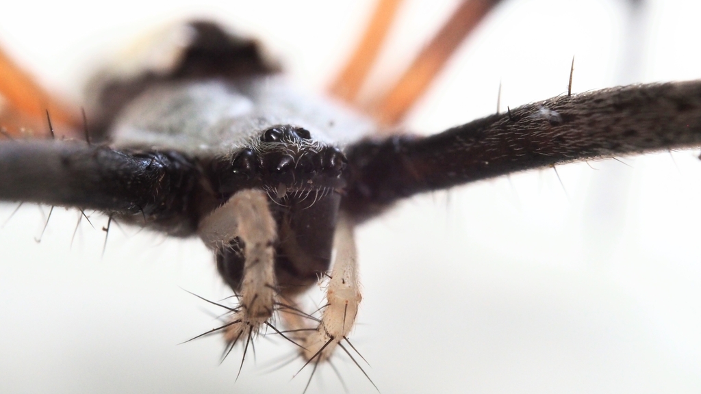 Yellow Garden Spider in August 2022 by peeppeepnuthatch. Found on the ...