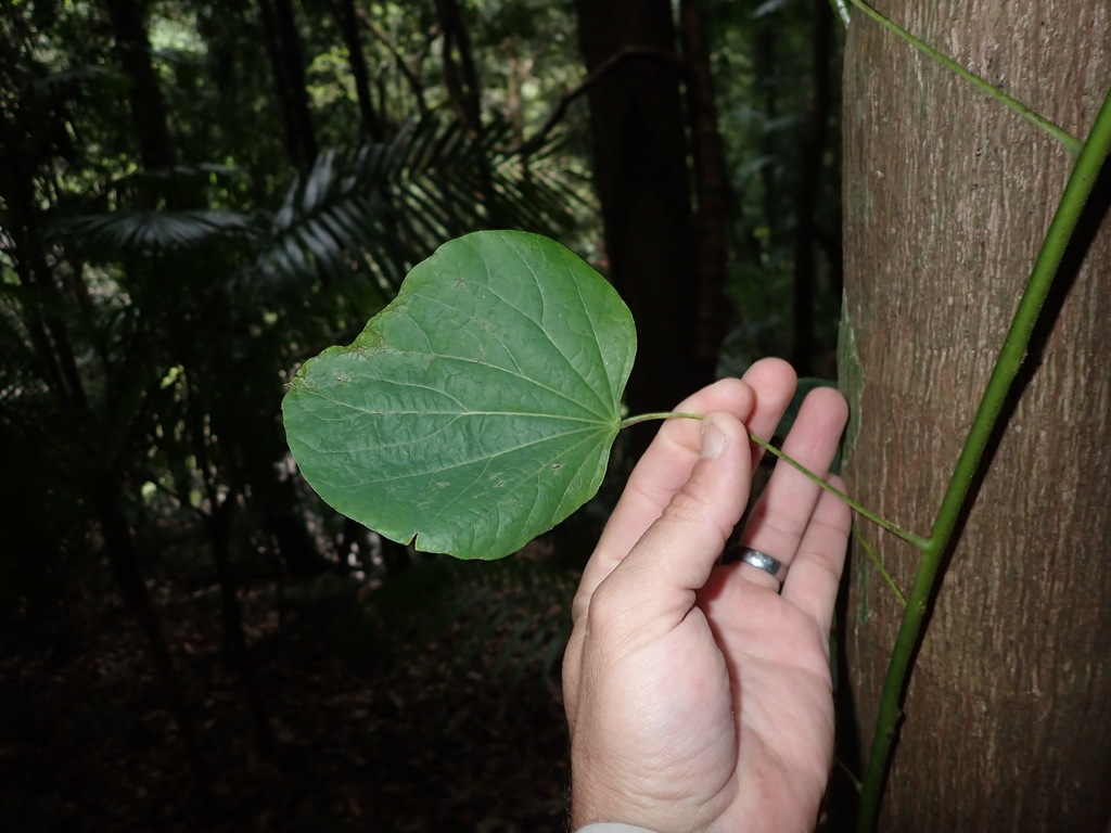 Big-Leaf Vine from Dorrigo, Dorrigo National Park, Bellingen, New South ...