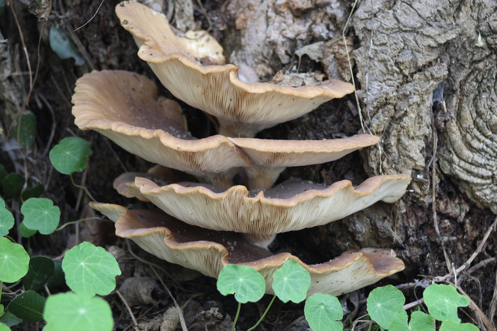 Pleurotus ostreatus from Point Loma Heights, San Diego, CA, USA on ...