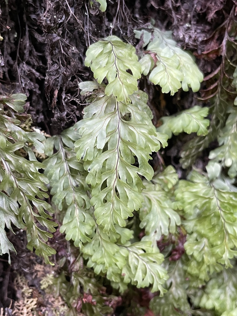 narrow filmy-fern from Fiordland, Southland, Southland, New Zealand on ...