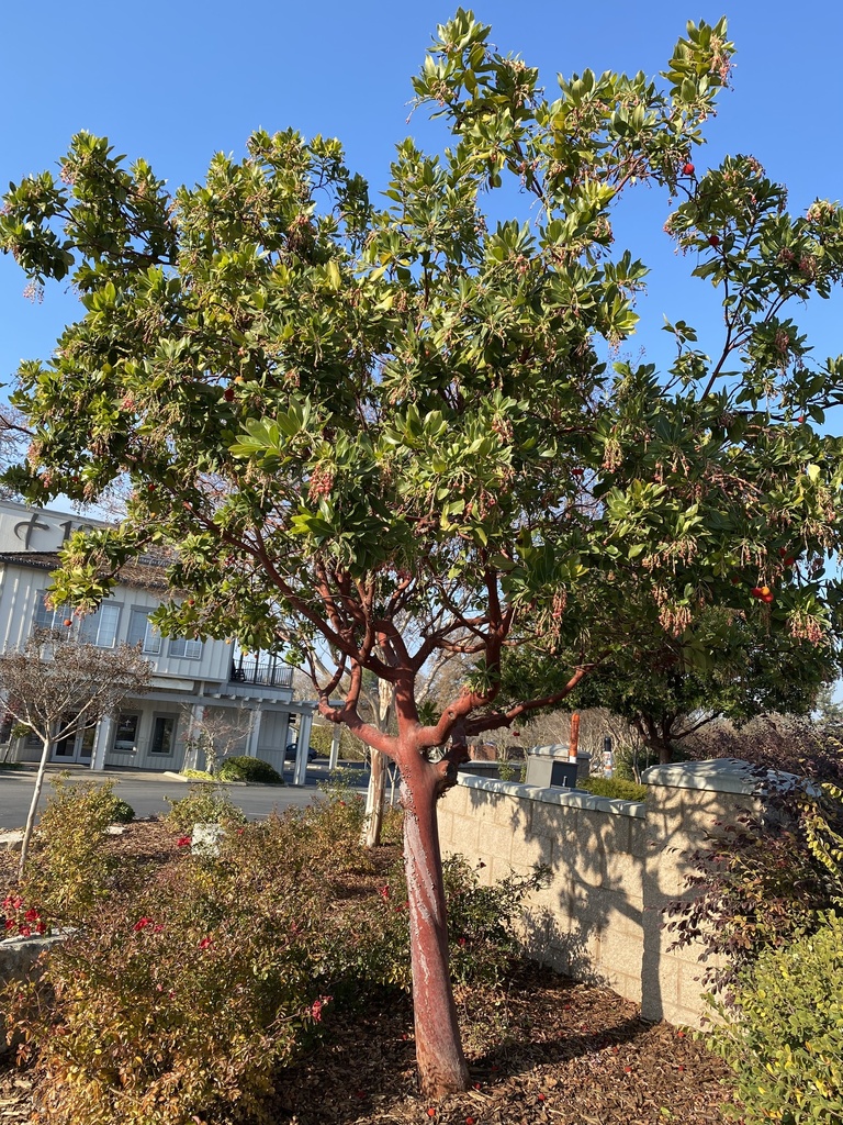 madrones from Peter Hill Heritage Park, Rocklin, CA, US on December 18 ...