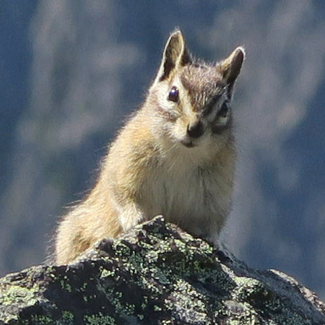 Olympic Chipmunk (Neotamias amoenus caurinus) - Know Your Mammals