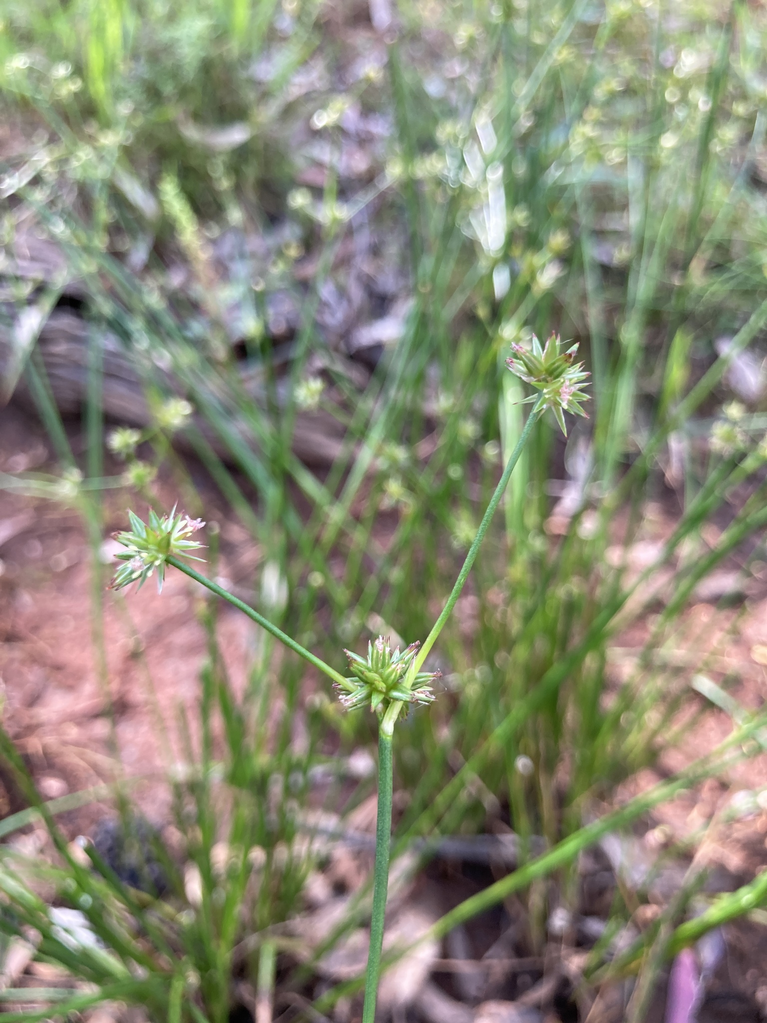 Juncus holoschoenus R.Br.