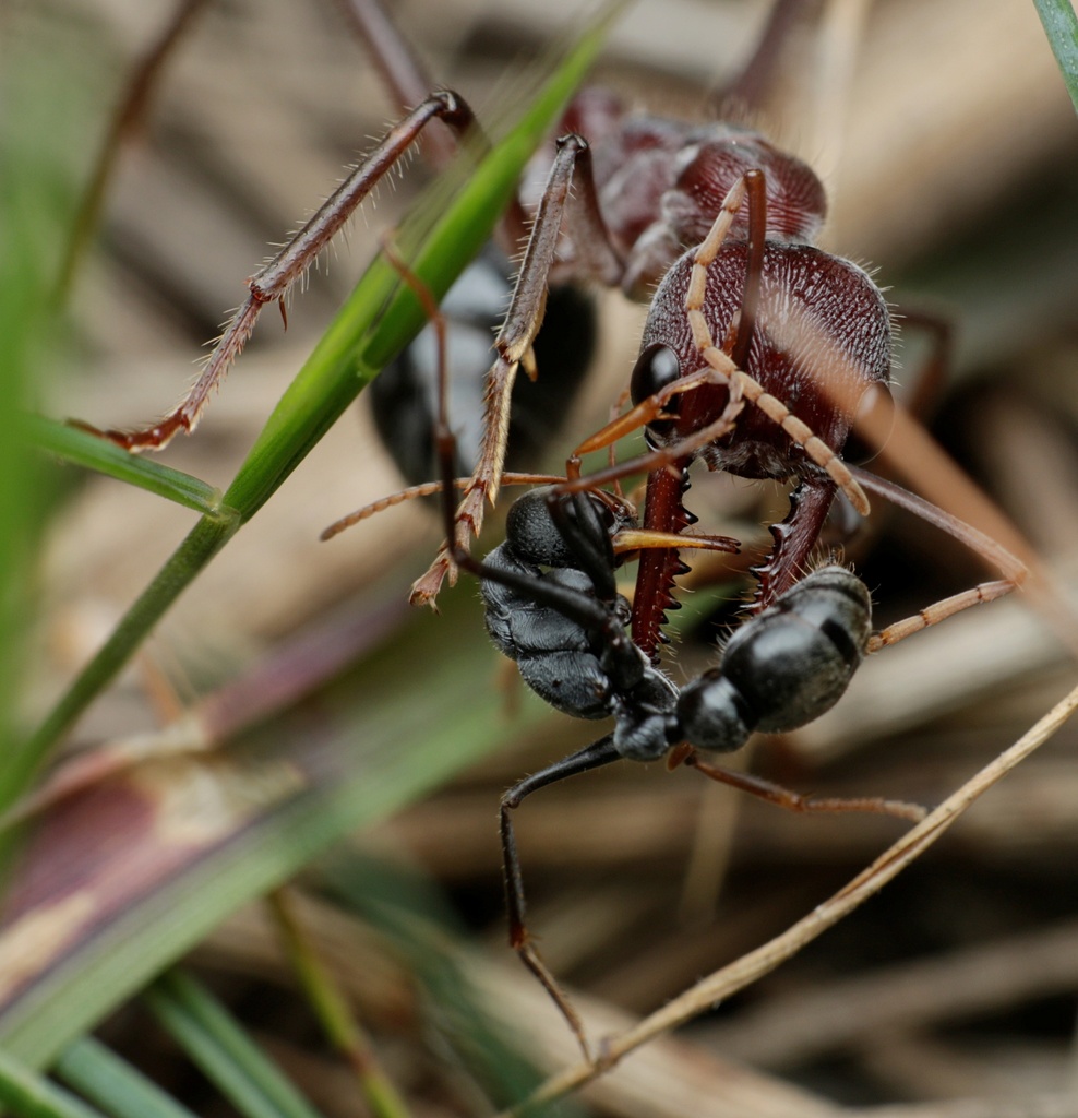 Australian Red Bull Ant from Melbourne VIC, Australia on October 8 ...