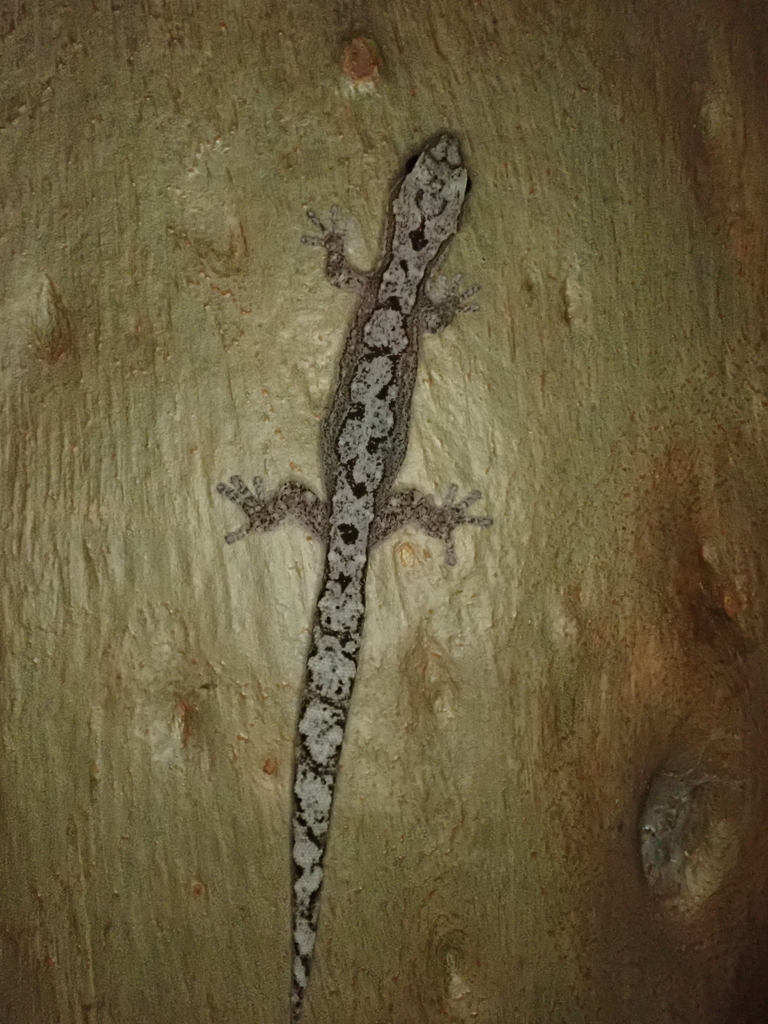 Clouded Velvet Gecko from Mount Coot-Tha QLD 4066, Australia on ...
