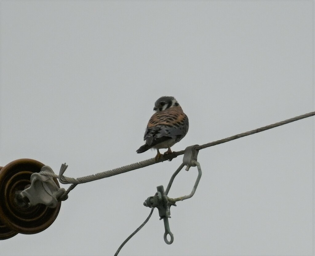 American Kestrel from Flour Bluff, Corpus Christi, TX 78418, USA on ...