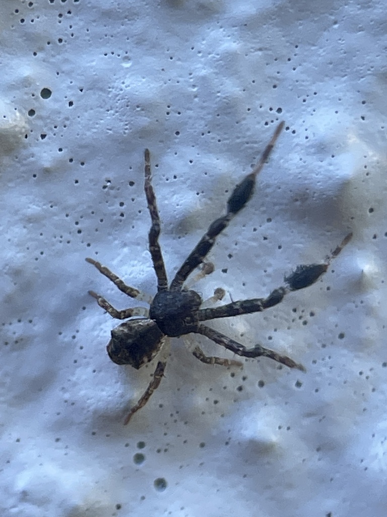 Bearded-legs Crab Spider from Frankston South, VIC, AU on December 19 ...