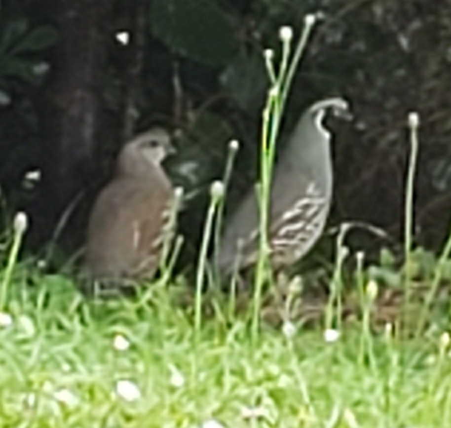 Coastal California Quail from Raglan 3296, New Zealand on December 17 ...