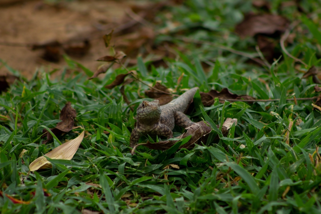 Peters' Lava Lizard from Praça do Amor on November 23, 2022 at 08:35 AM ...
