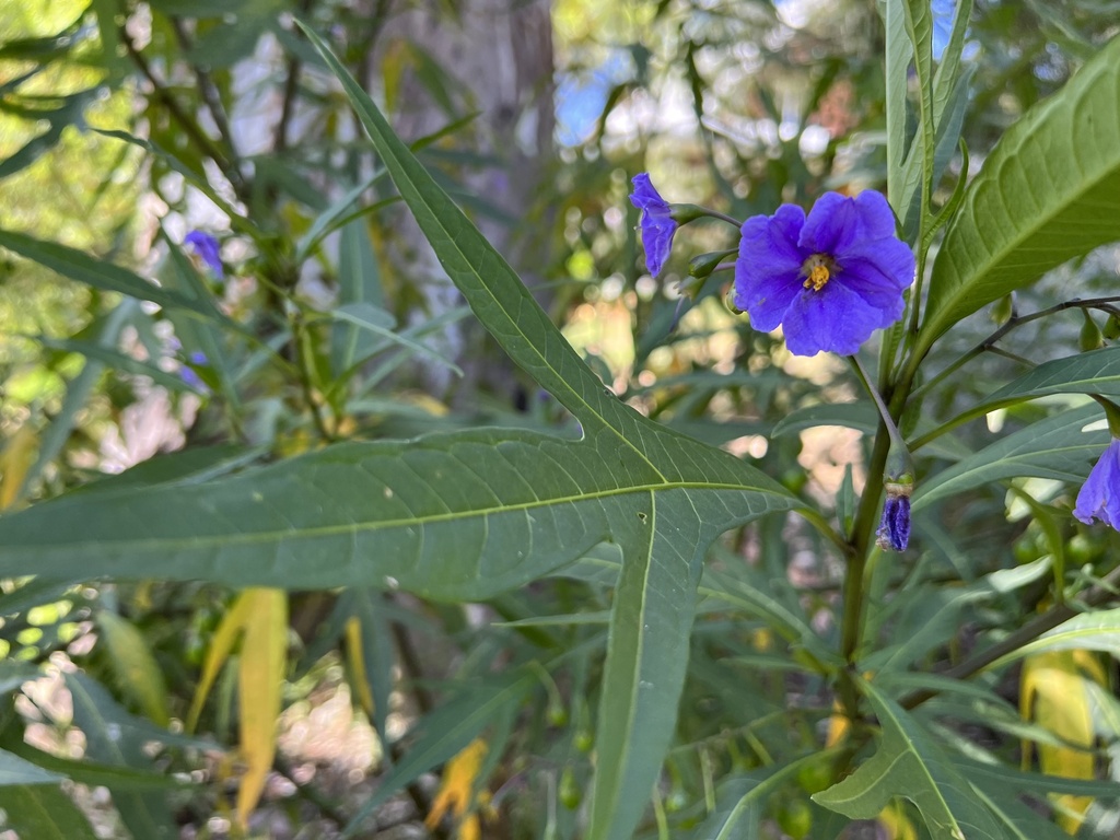 kangaroo-apple from Timmins Rd, Nairne, SA, AU on December 19, 2022 at ...