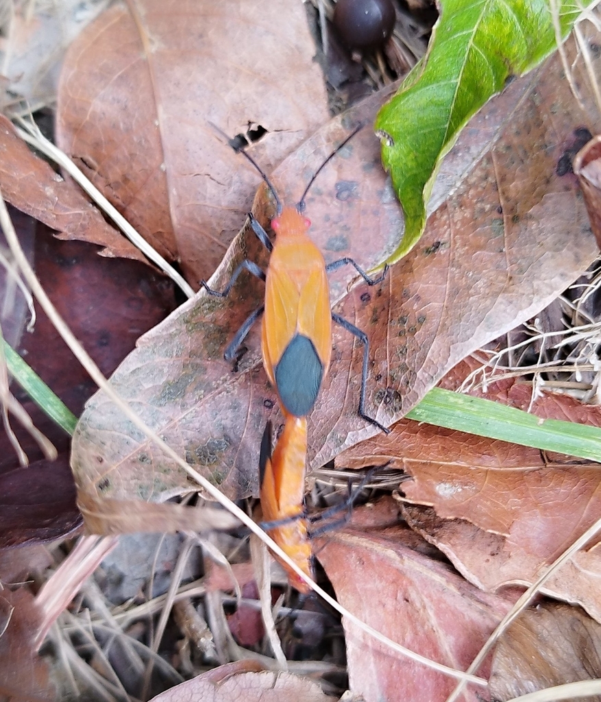 Leptocoris augur from 巴克禮紀念公園 on December 18, 2022 at 01:54 PM by Alan ...