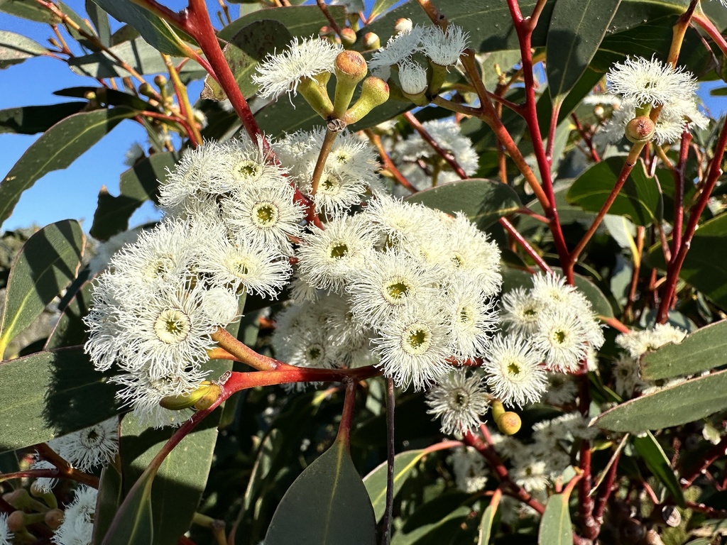 Silvertop Ash from Royal National Park, Royal National Park, NSW, AU on ...