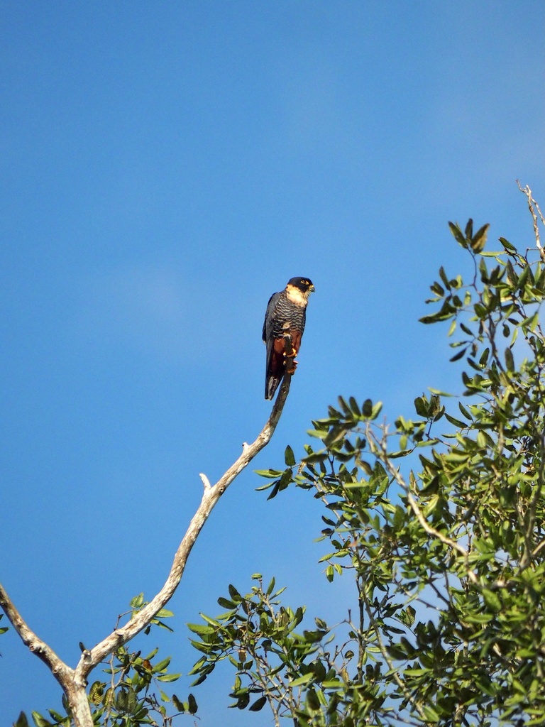 Bat Falcon from Chichén Itzá, Tinum, YUC, MX on December 12, 2022 at 09 ...