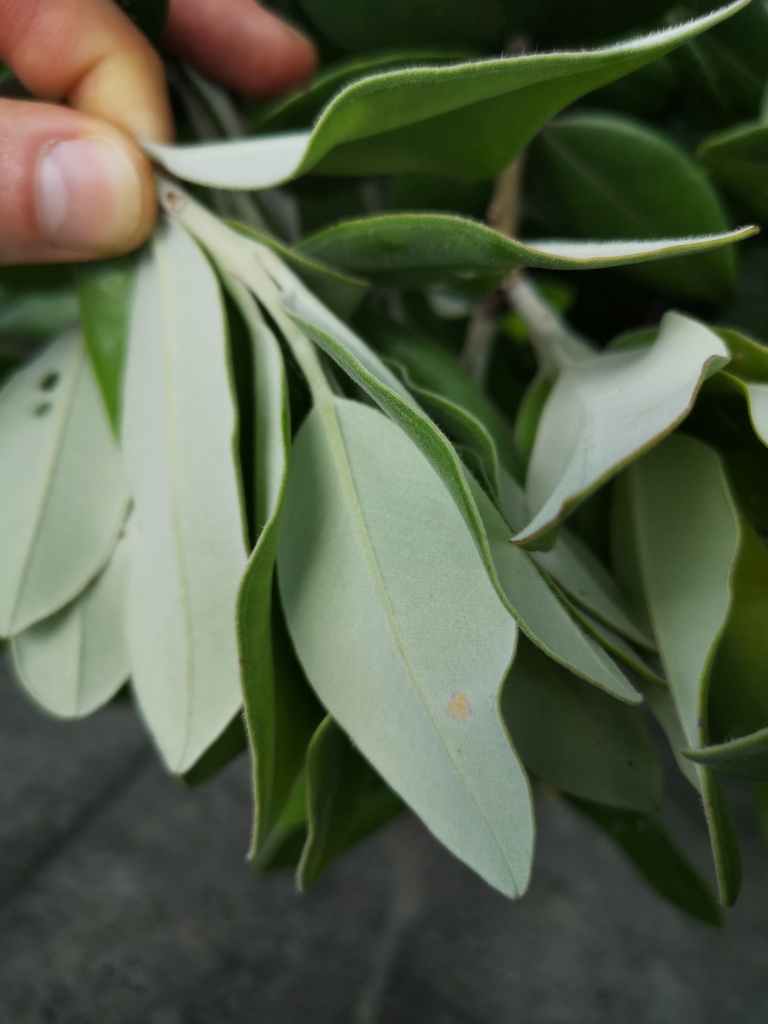 Myrtle Rust from Auckland CBD, Auckland, New Zealand on December 19 ...