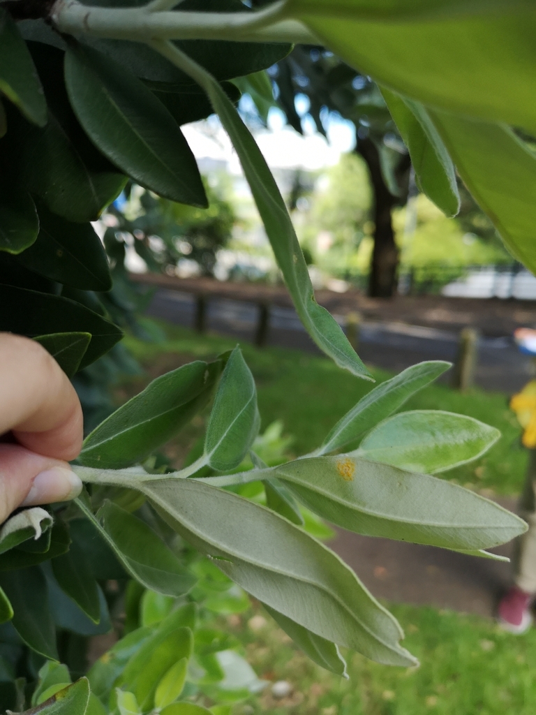 Myrtle Rust from Grafton, Auckland, New Zealand on December 19, 2022 at ...