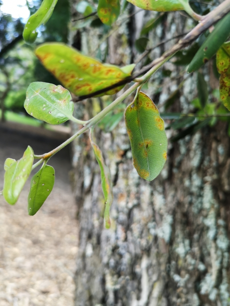 Myrtle Rust from Auckland CBD, Auckland, New Zealand on December 19 ...