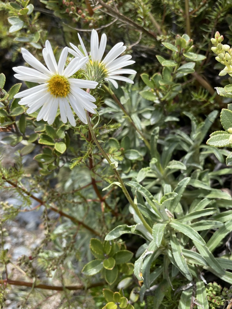 Strap- leaved Daisy from Aoraki Mount Cook National Park, Mount Cook ...