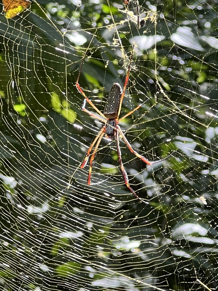 Golden Silk Spider from La Huerta, JAL, MX on December 18, 2022 at 11: ...