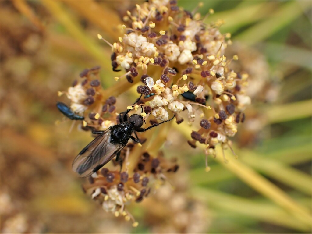 Blossom Fly from Pigeon Bay, New Zealand on December 16, 2022 at 01:50 ...