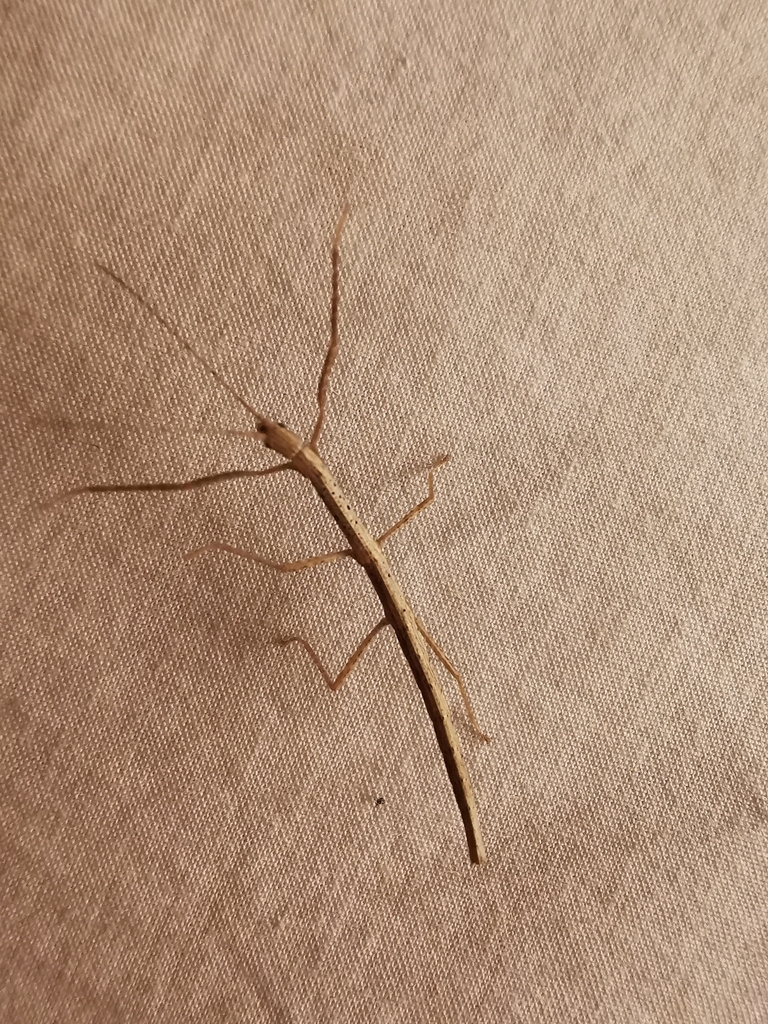 Indian Walking Stick from 4430-198 Vila Nova de Gaia, Portugal on ...