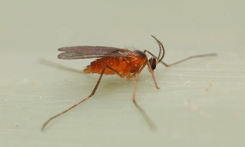 Gall and Forest Midges from Kaeo, New Zealand on December 17, 2022 at ...