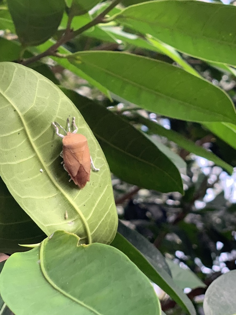 Lychee Stink Bug from 三合街一段117巷50弄, 北投區, TW on December 18, 2022 at 09: ...