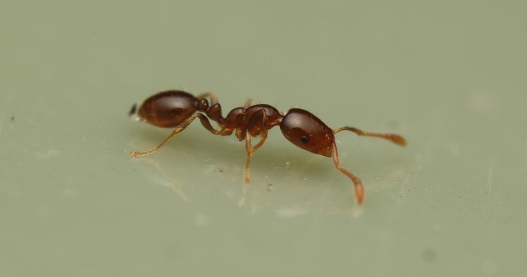 Trailing, Pharaoh, and Timid Ants from Kaeo, New Zealand on December 13 ...