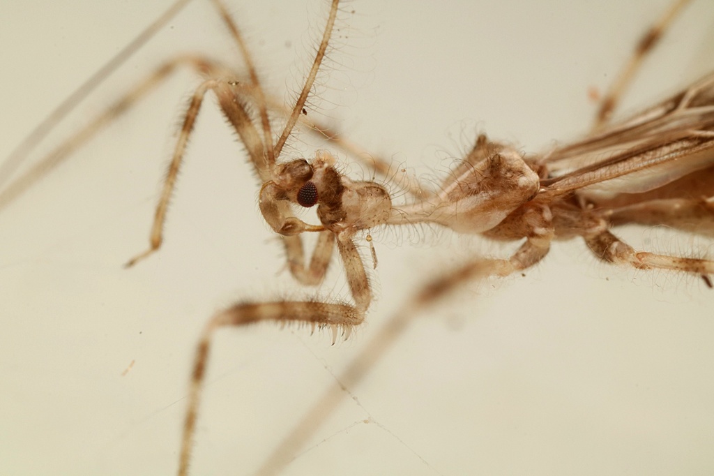 Stenolemus fraterculus from Kaeo, New Zealand on December 15, 2022 at ...