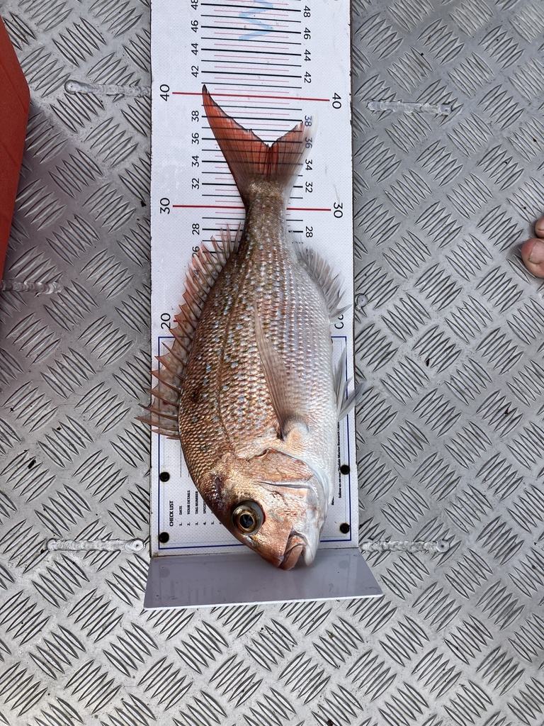 Australasian Snapper from Rauoterangi Channel, Wellington, NZ on ...