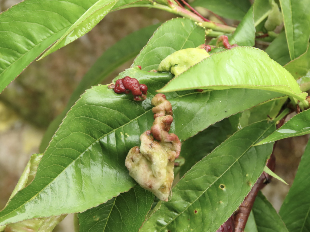 Peach Leaf Curl from Tasman, Nelson, New Zealand on October 28, 2022 at ...