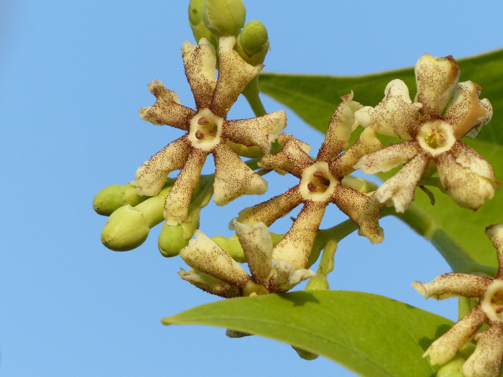 olive family (Oleaceae) - Botanical Realm