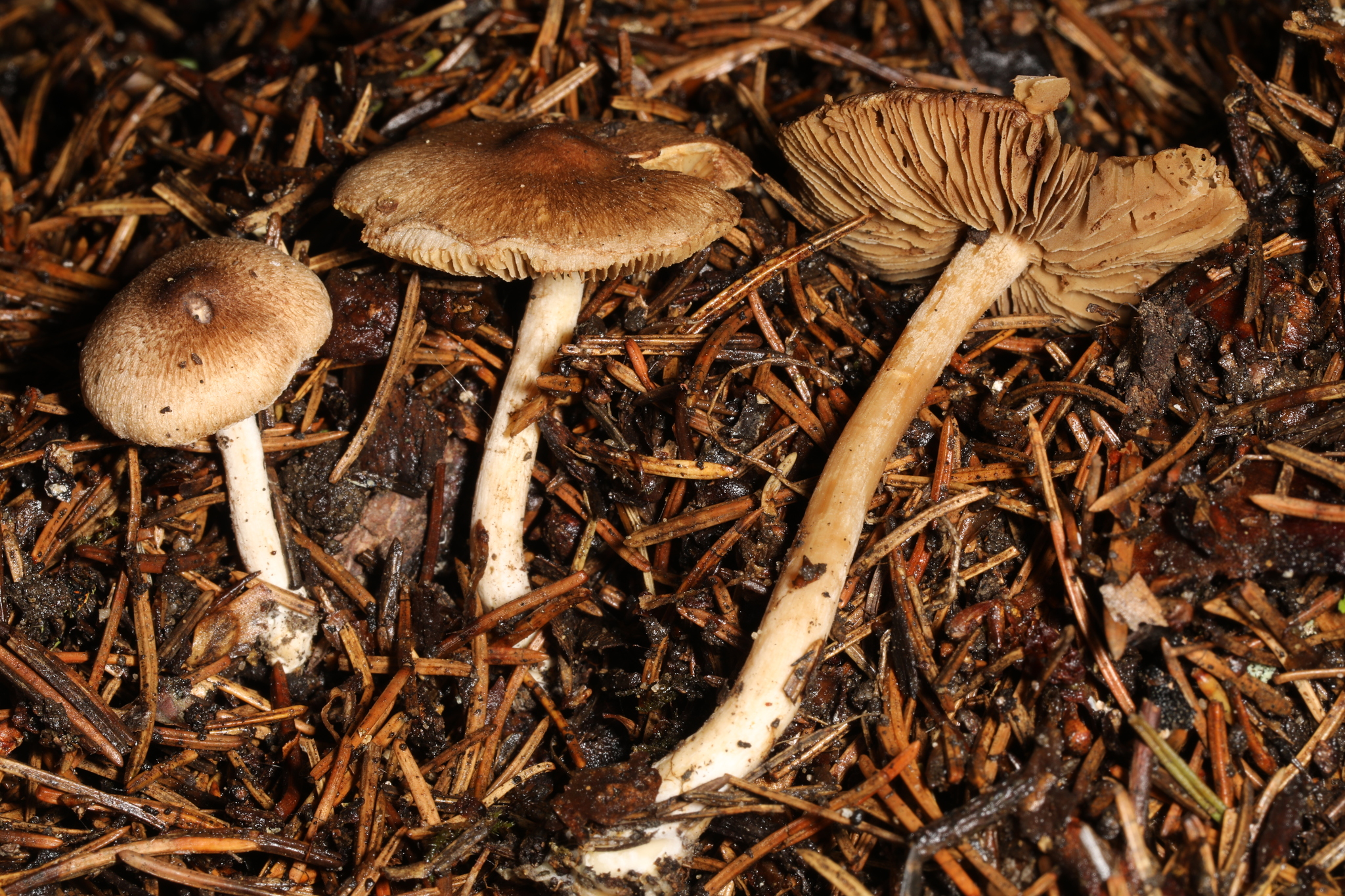 Inocybe flocculosa Sacc.