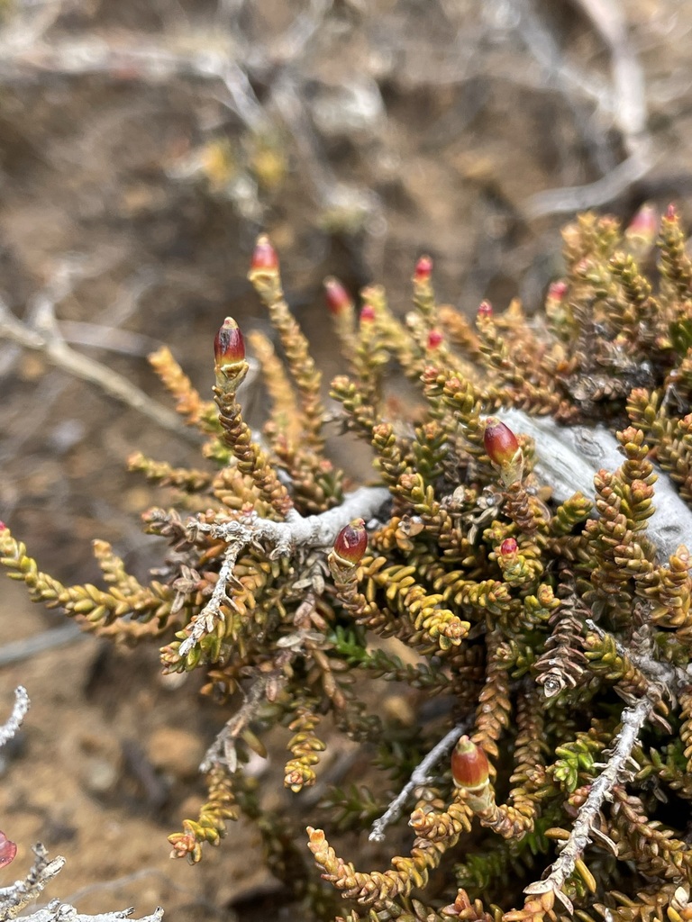 pygmy pine from Tongariro National Park, Tongariro, Ruapehu, Manawatu ...