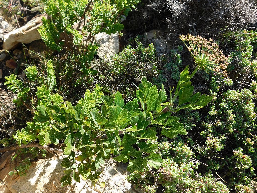 Blisterbush from Greyton Nature Reserve, South Africa on September 13 ...