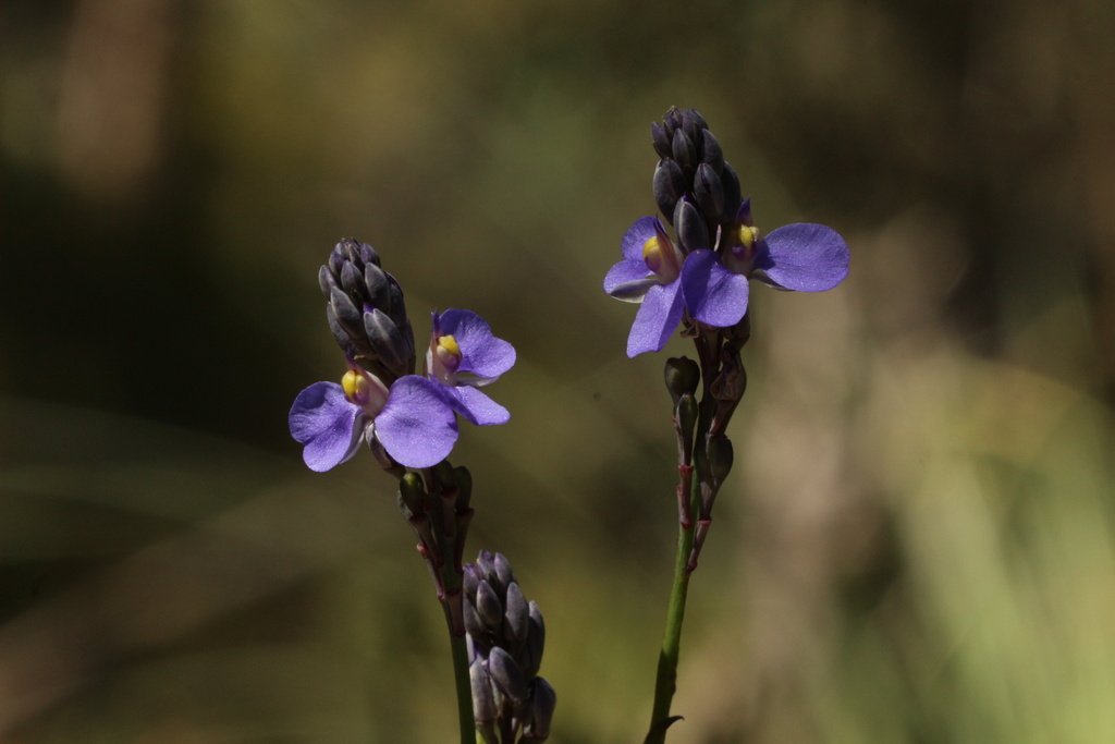 Blue Spike Milkwort from Knott Hill Native Forest Reserve, Kuitpo, SA ...