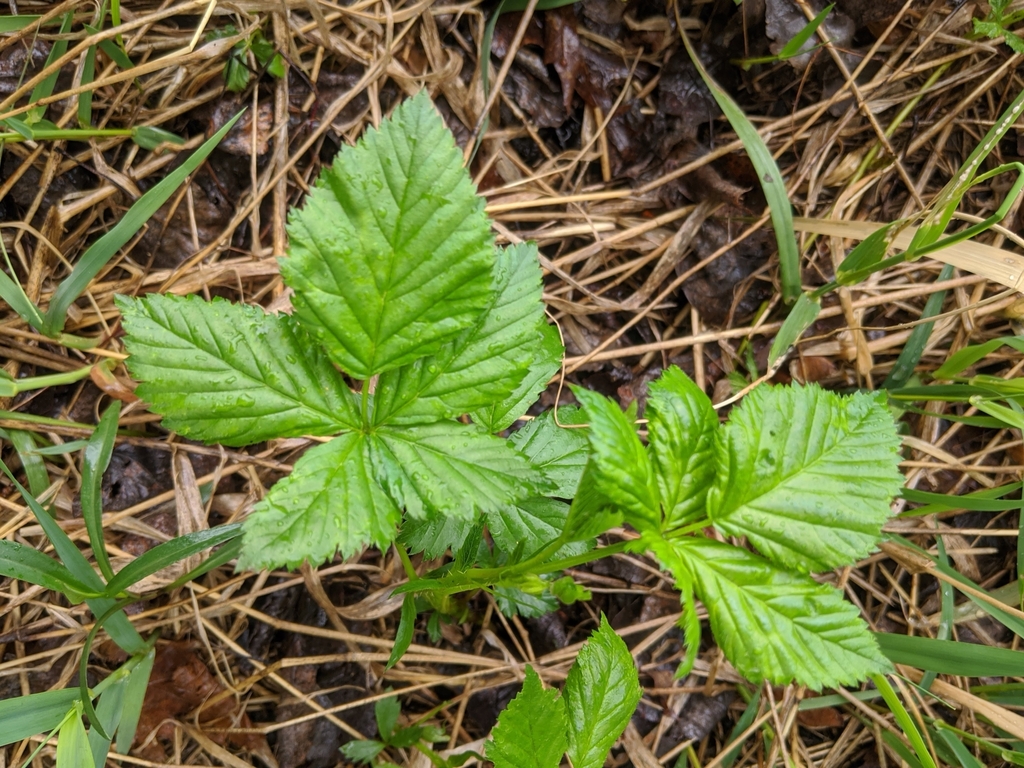 Big Horseshoe Lake bristleberry in May 2021 by Jaxon Lane. *Rubus ...