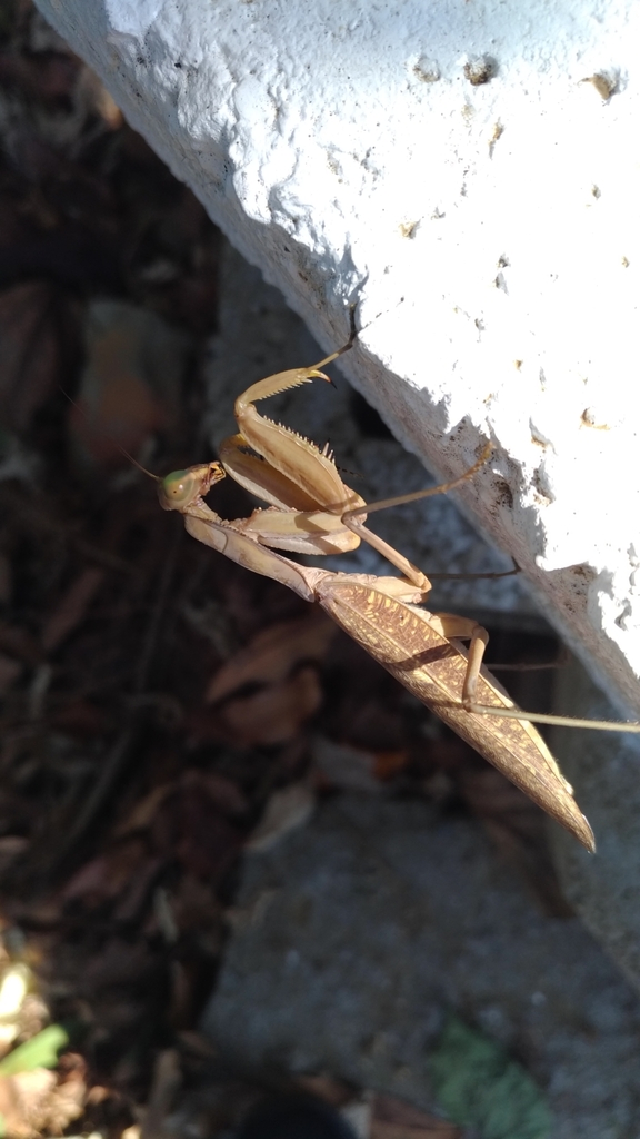 Giant Asian Mantis from 540台灣南投縣南投市鳳山里 on December 19, 2022 at 12:28 PM ...