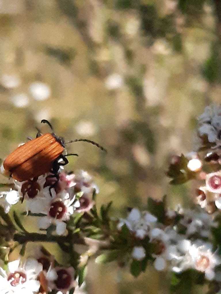 Long-nosed Lycid Beetle from Cranbourne VIC 3977, Australia on December ...