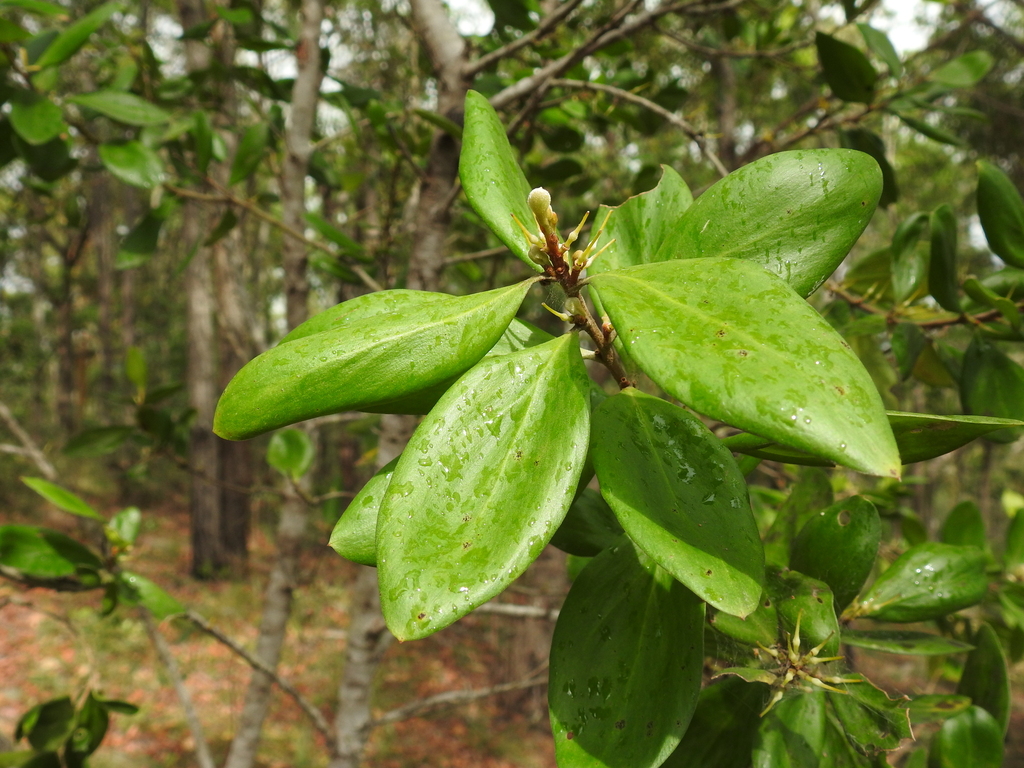 Persoonia cornifolia from Tuan Forest QLD 4650, Australia on December ...