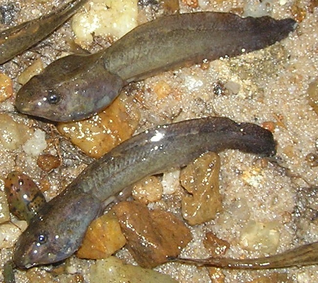 Astylosternus occidentalis Parker, 1931