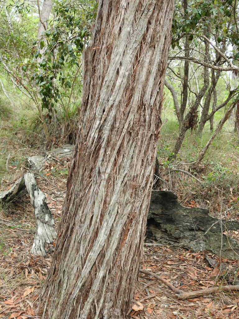 broad-leaved stringybark from Tuan Forest QLD 4650, Australia on ...
