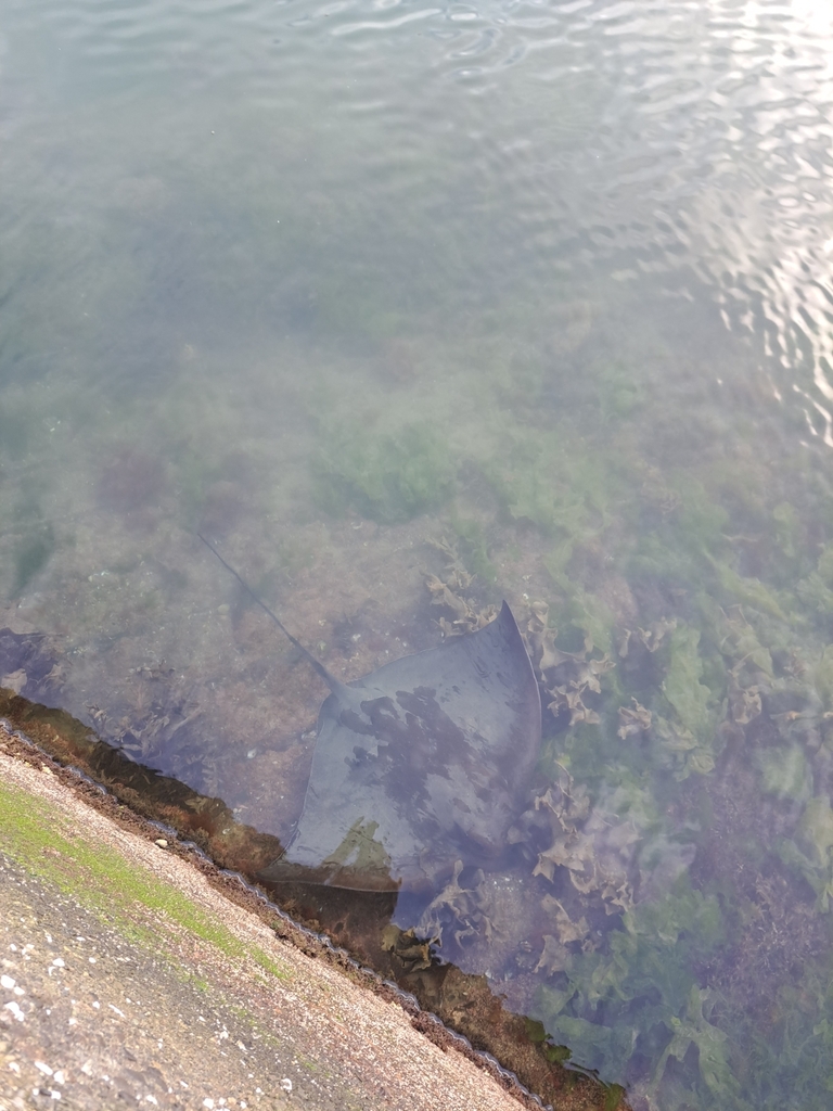 New Zealand Eagle Ray from Wellington, NZ-WG, NZ on December 19, 2022 ...