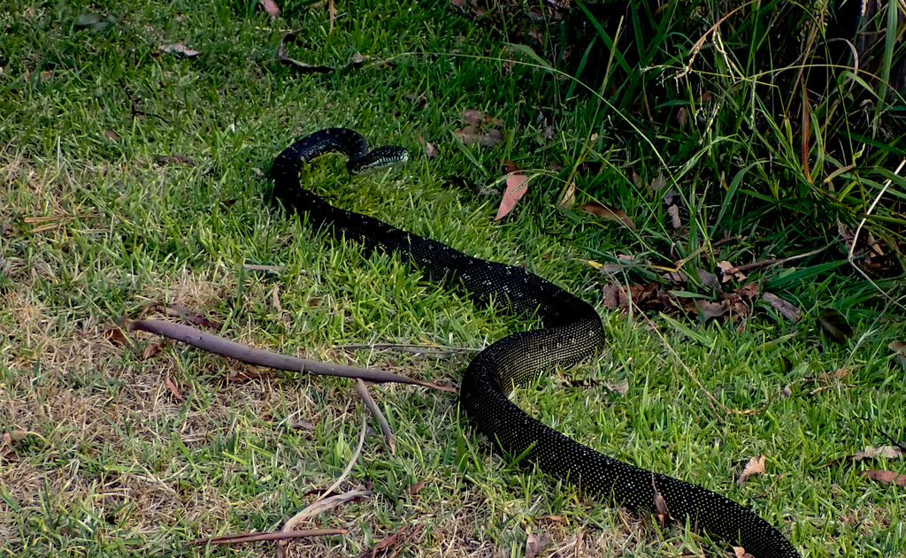 Diamond Python from Narara, NSW, Australia on December 16, 2022 at 06: ...