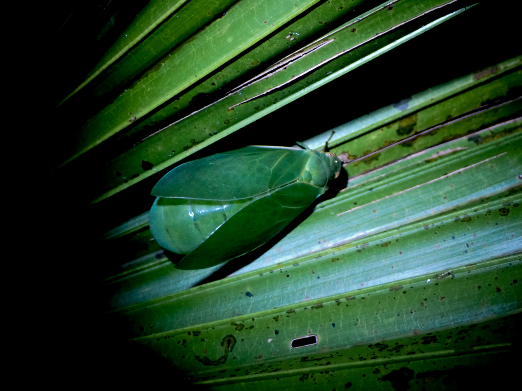 Bladder Cicada from Narara, NSW, Australia on December 19, 2022 at 08: ...