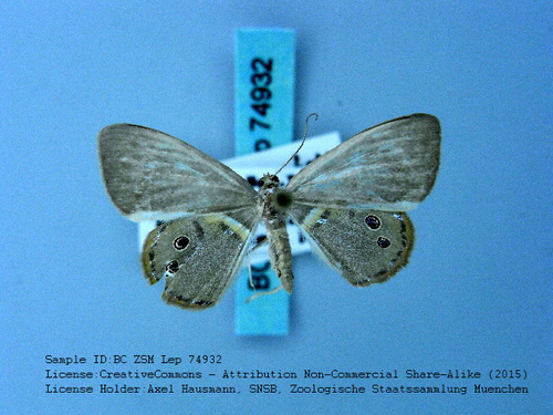 Opisthoxia humilis · iNaturalist United Kingdom