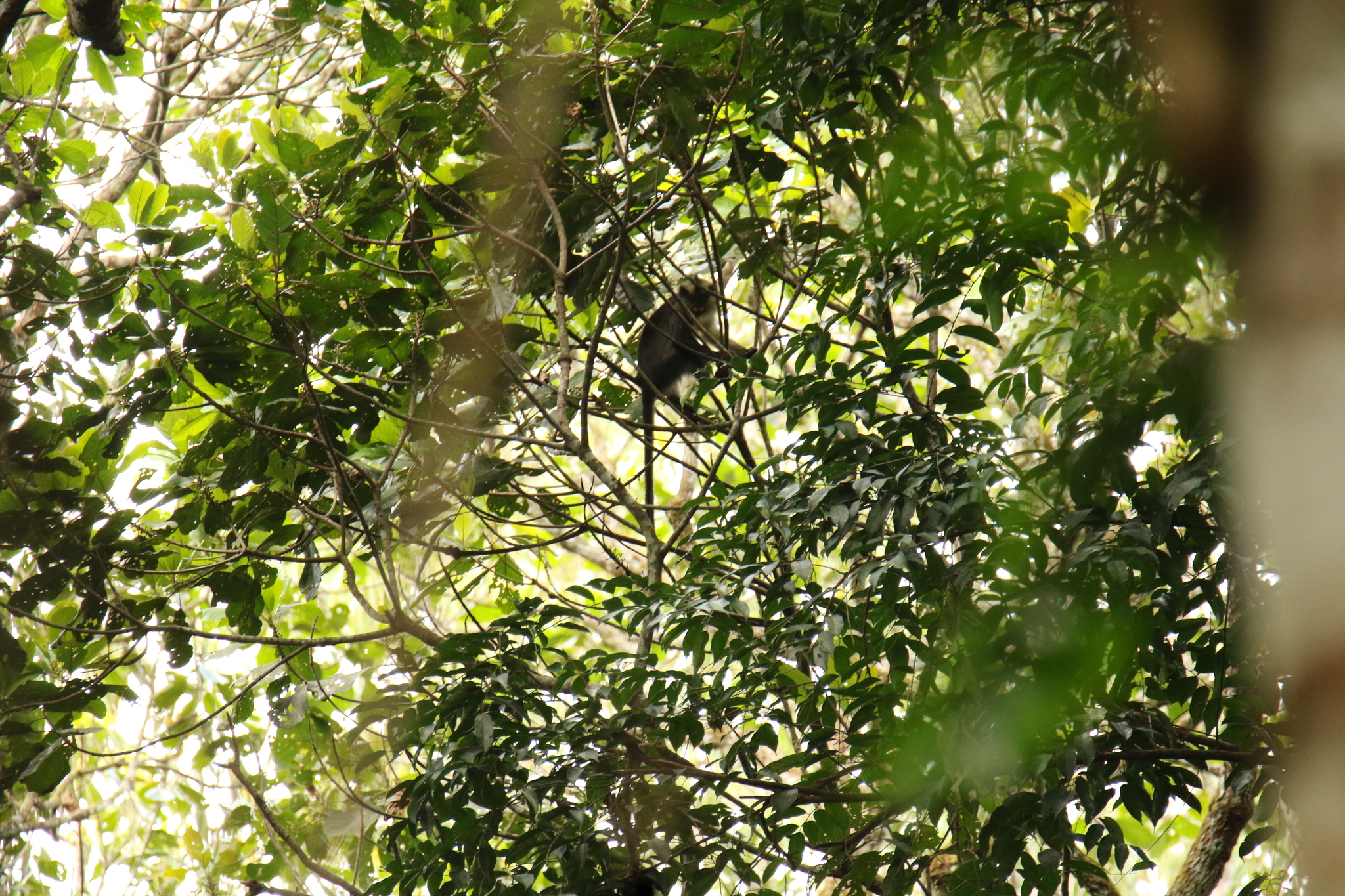 Cercopithecus pogonias Bennett, 1833