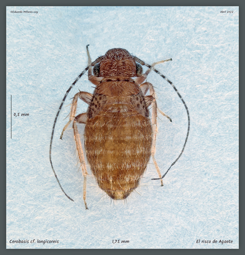 Infraorder Atropetae · iNaturalist