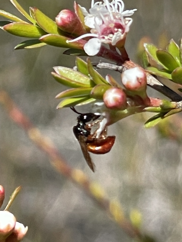 Bicoloured Reed Bee from Balla Balla Ward, Cranbourne, VIC, AU on ...