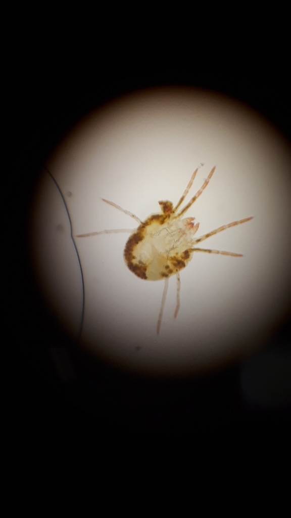 Ácaro rojo de las palmas (Arácnidos de la Peninsula de Yucatán ...