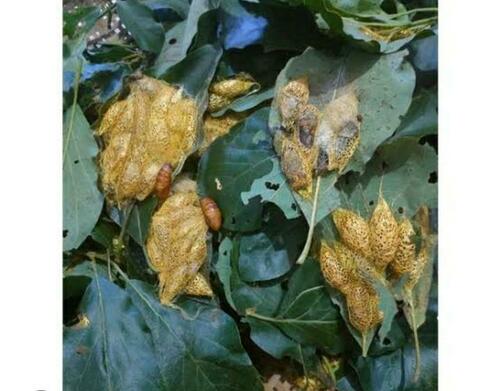 Observations by dollywong · iNaturalist